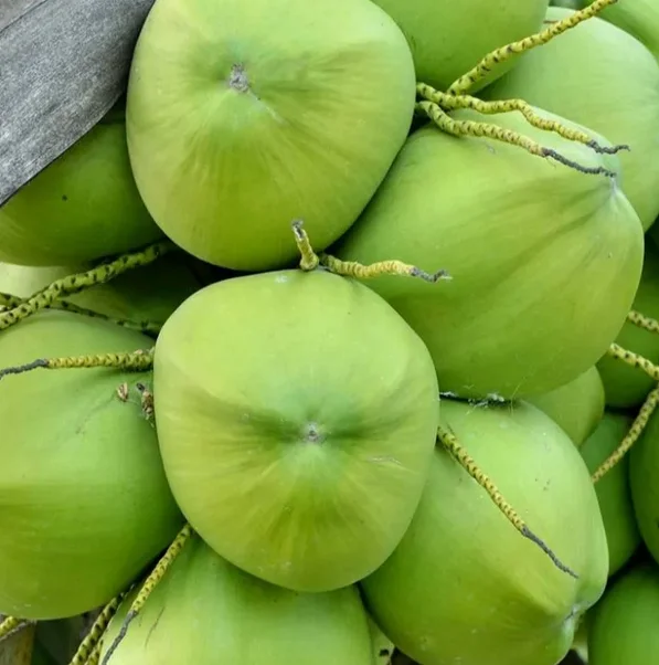 Fresh Whole Coconuts For Sale - Buy Fresh Whole Coconuts For Sale ...