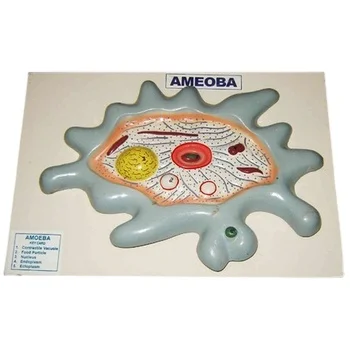 Amoeba Proteus Anatomy Structure Model Biology Supplies Zoology Model ...