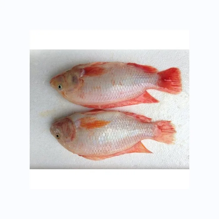 Fresh Frozen Red Tilapia Fish Red Snapper Tilapia Fish For Tilapia Fish ...