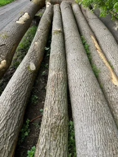 Ash Logs German And French Origin,Abc Grade 30cm+,70% 40cm+,Shipped In ...