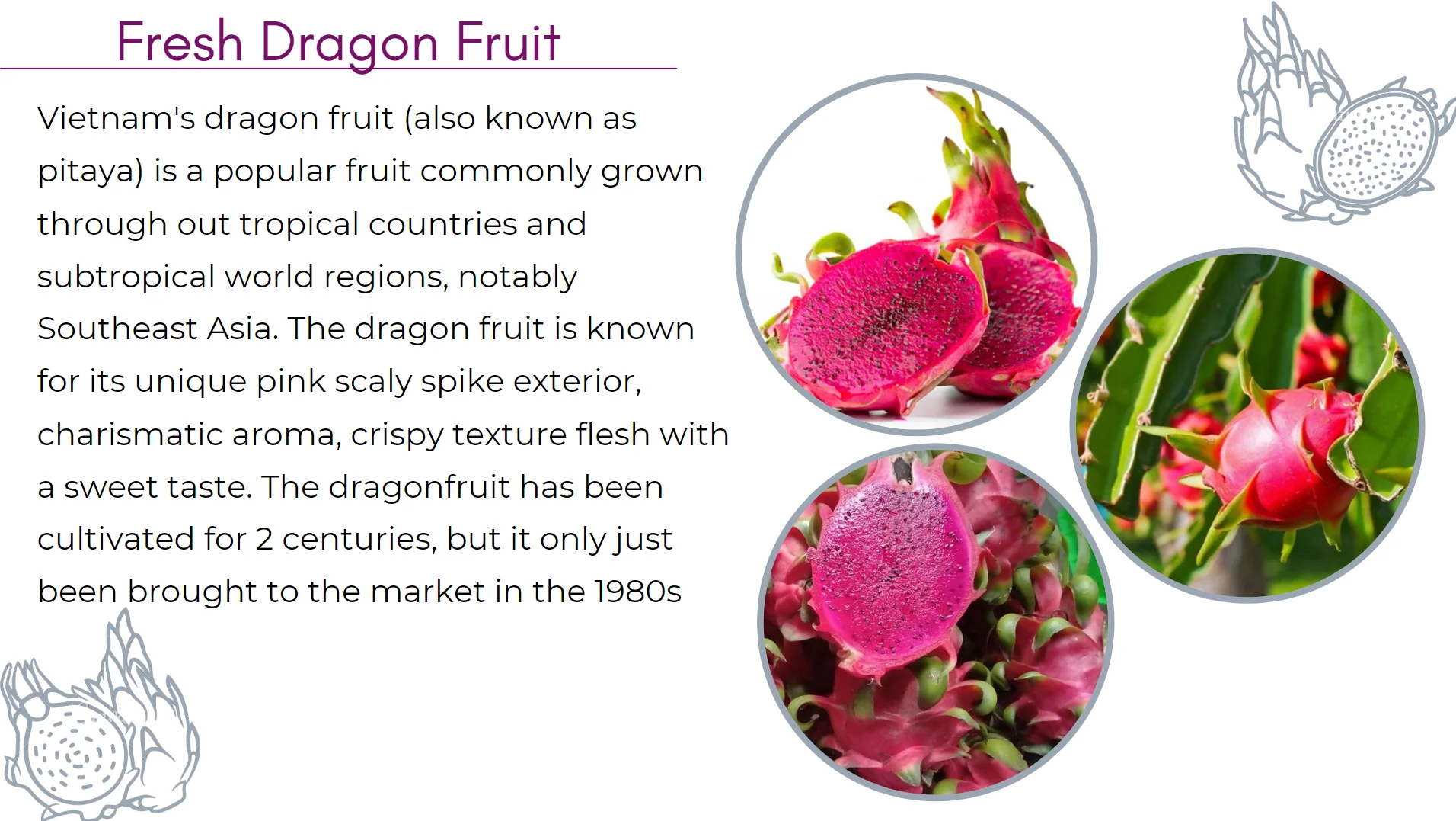 Red And White Dragon Fruit Vietnam Fruits High Quality Red Or White ...