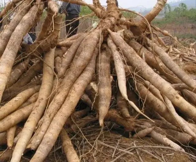 Fresh Cassava/fresh Cassava Root - Cassava - Best Price - Buy Fresh ...