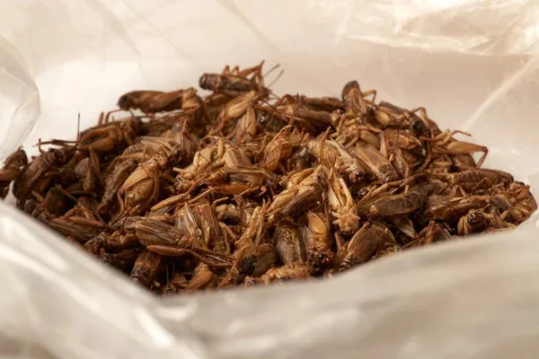 Wholesale Dried Crickets High Protein Dried Cricket Food for Fish and ...
