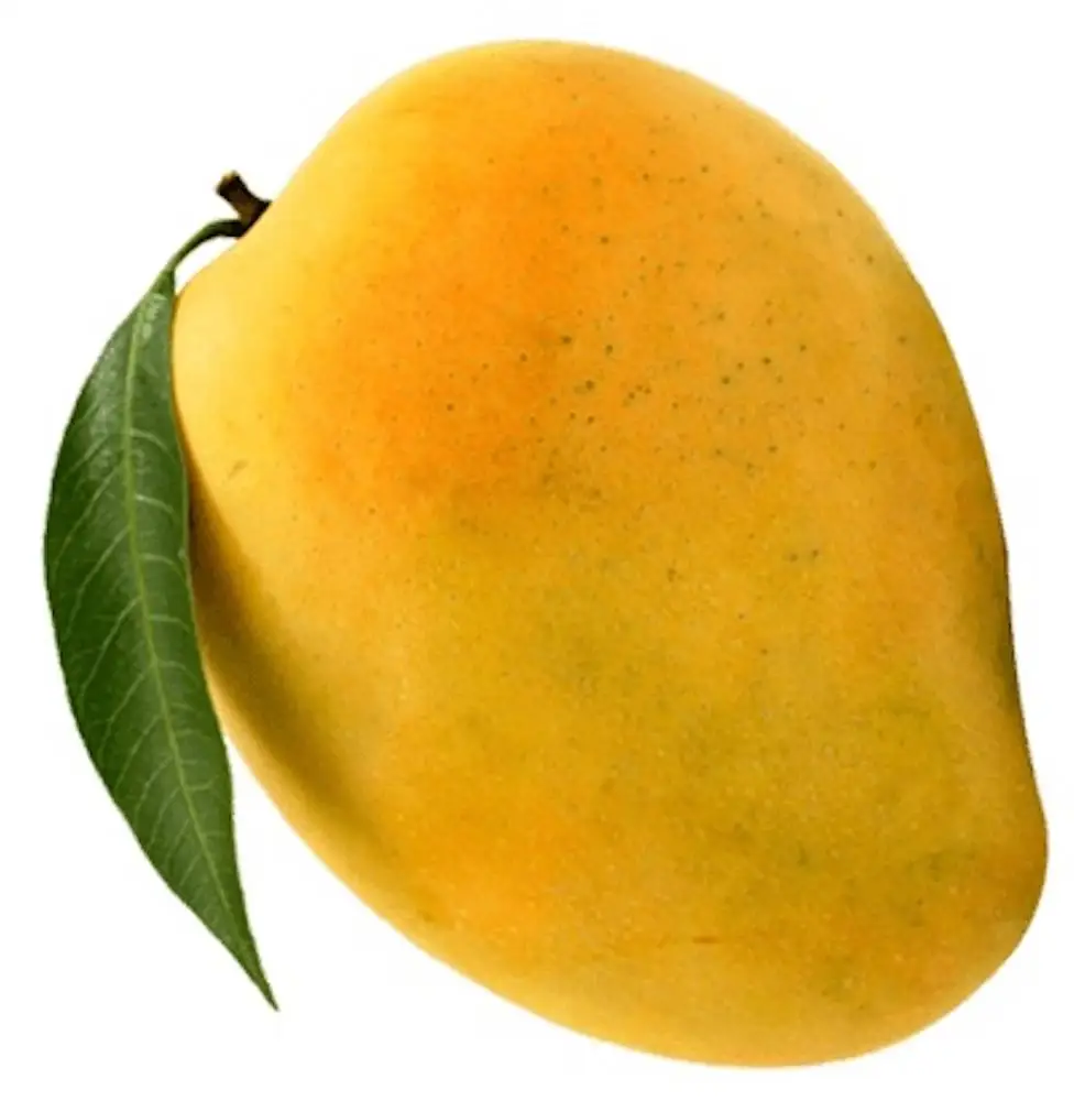 Fresh Mango 100% Organic Wholesale Fresh Mango Green and Yellow ...