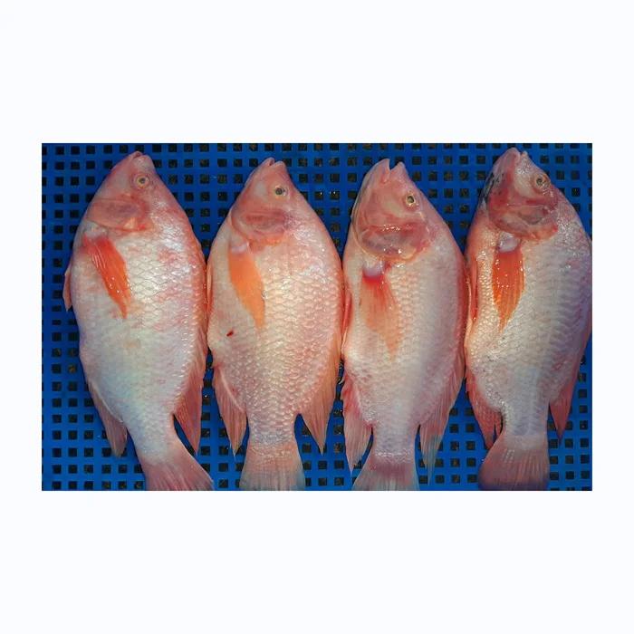 Seafood Fresh Frozen Red Tilapia Fish Red Snapper Tilapia Fish For ...