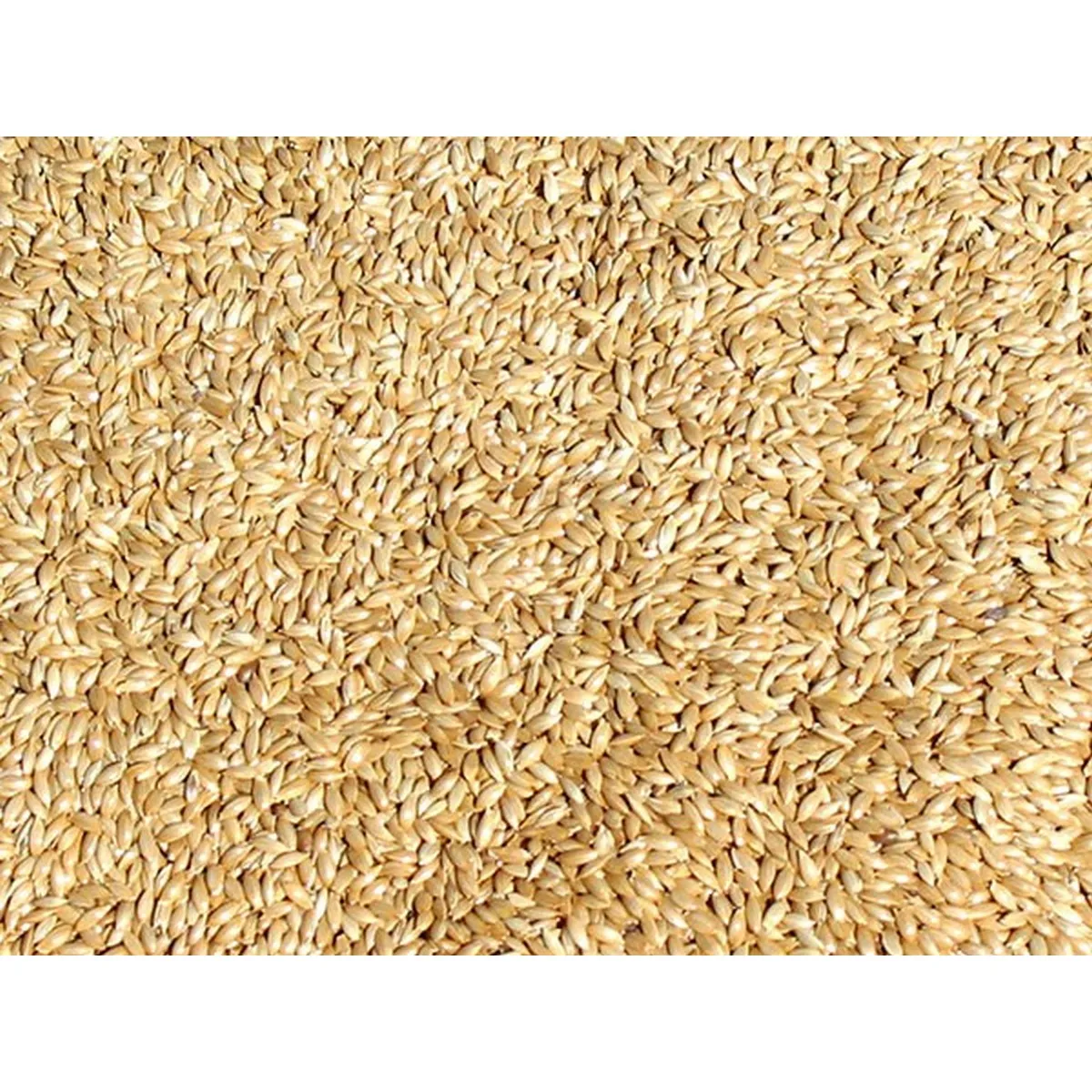 Buy Wholesale Canary Seeds Organic / Canary Bird Seeds For Sale - Buy ...