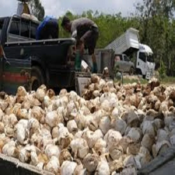 Quality Cup Lump/ Naturally Coagulated Rubber / Dry Natural Rubber Cup ...