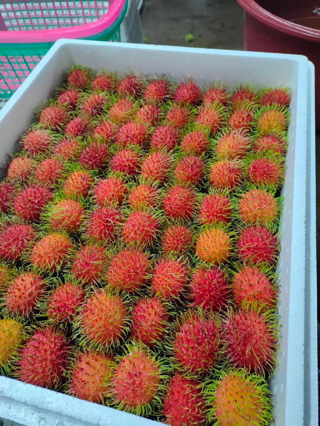 Great Description About Where Can I Buy Rambutan