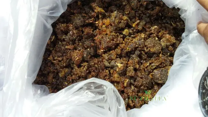 Gum Guggul Guggulu Commiphora Mukul Best Quality Guggal Resin Plantas ...