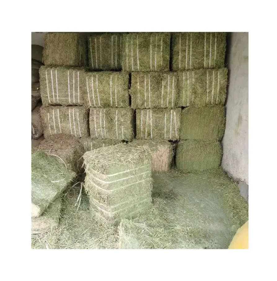 Premium Cheap Alfalfa Hay In Bales,Rhodes Grass,/ Alfalfa Hay Animal ...
