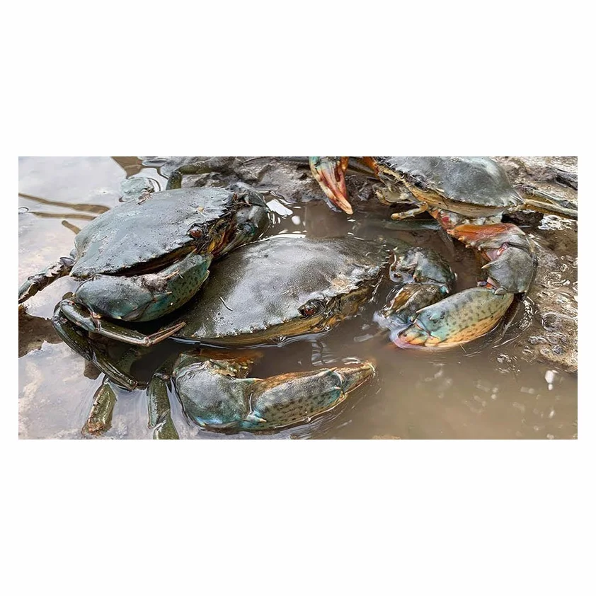 Live Mud Crabs Red King Crabs Whole Part Delicious Seafood Frozen Blue ...
