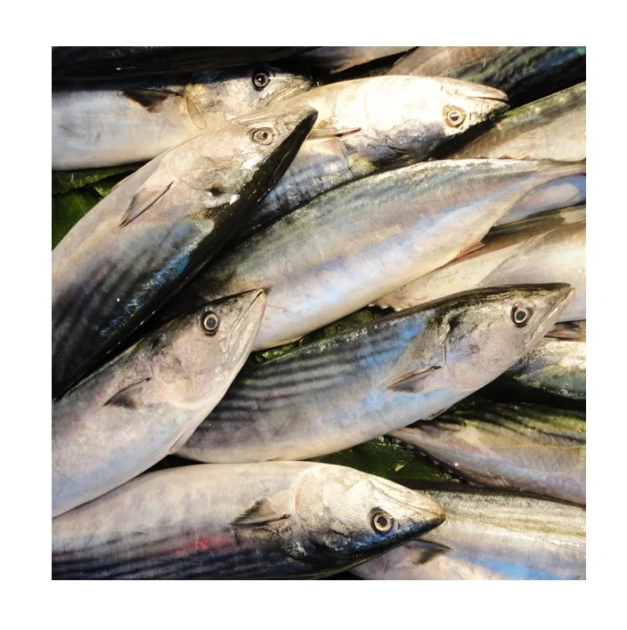Frozen Yellowfin Tuna Fish For Exports - Buy Wholesale Frozen Yellowfin ...