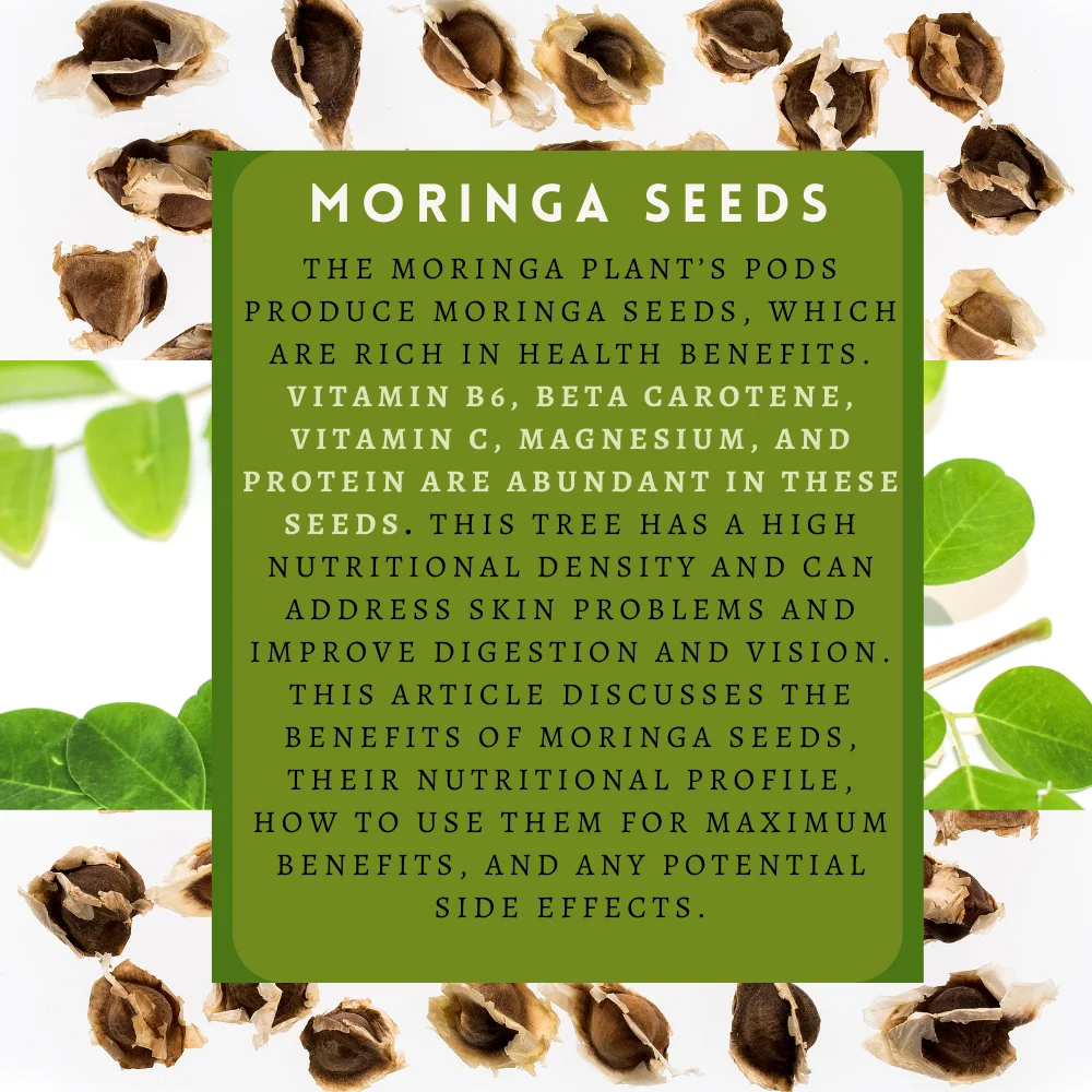 Fast Growing Drought Resistant Tree Of Moringa Seeds Rich In Protein ...