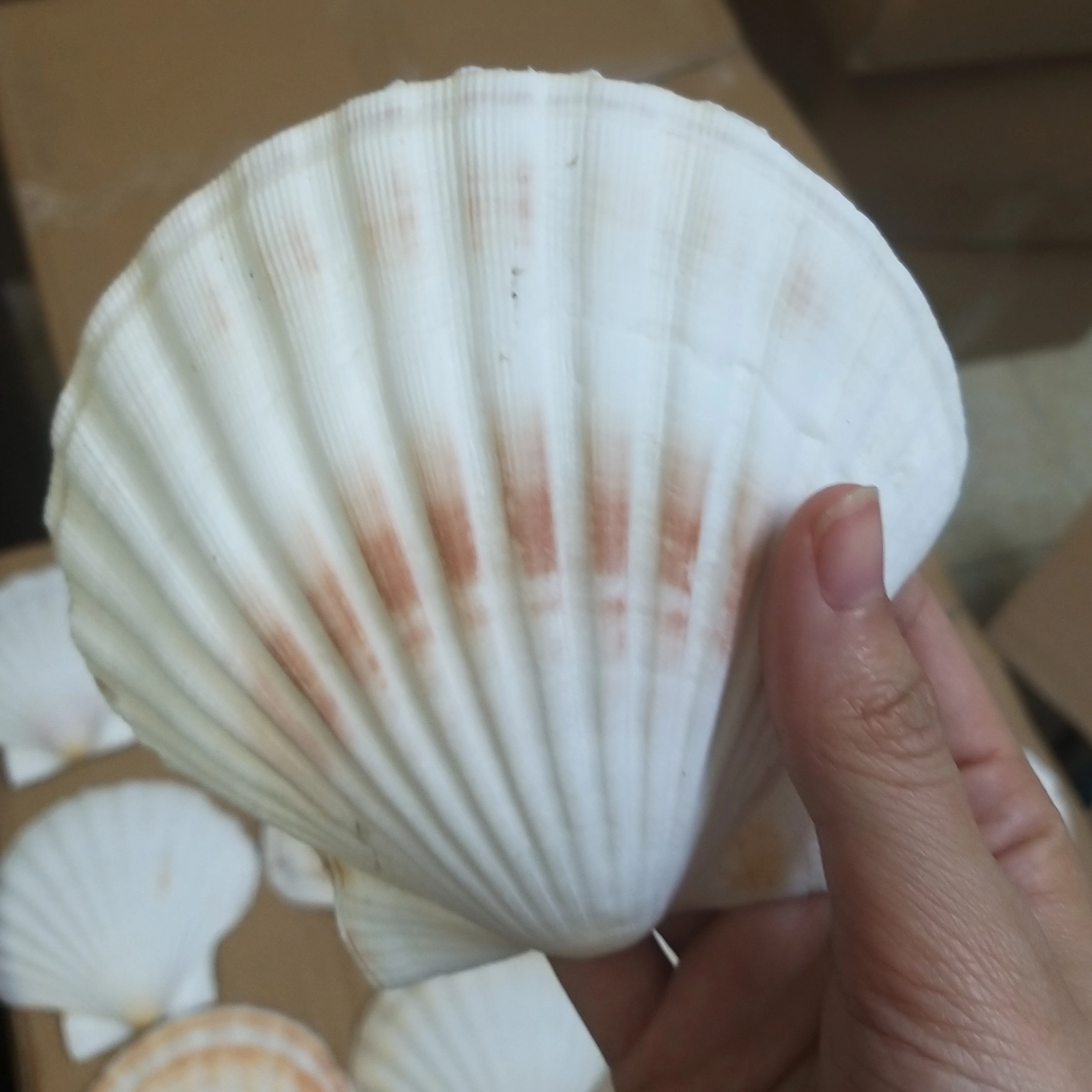 Vietnam Origin Dried Scallop Shell - Perfect for Crafts