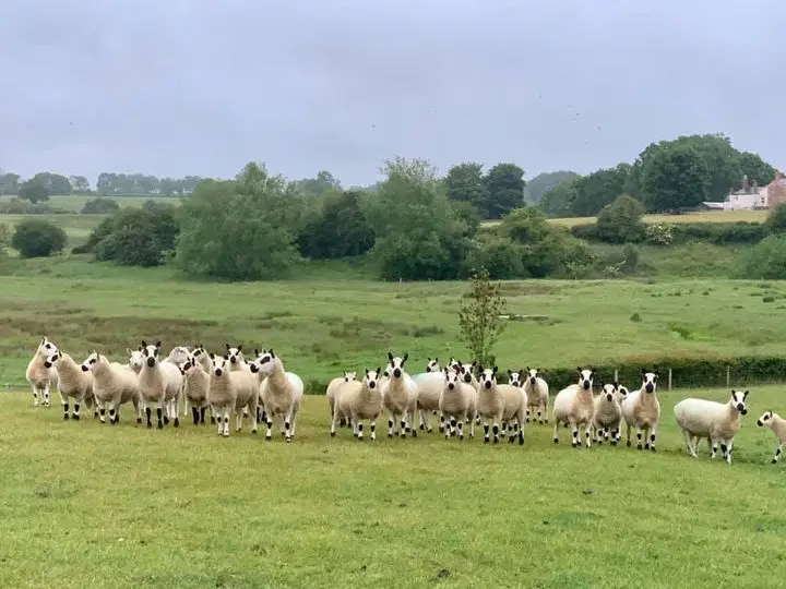 Certified Boer Goats Ready For All Purpose Nutrition - Buy Boer Goat Goat Meat Livestock Live ...