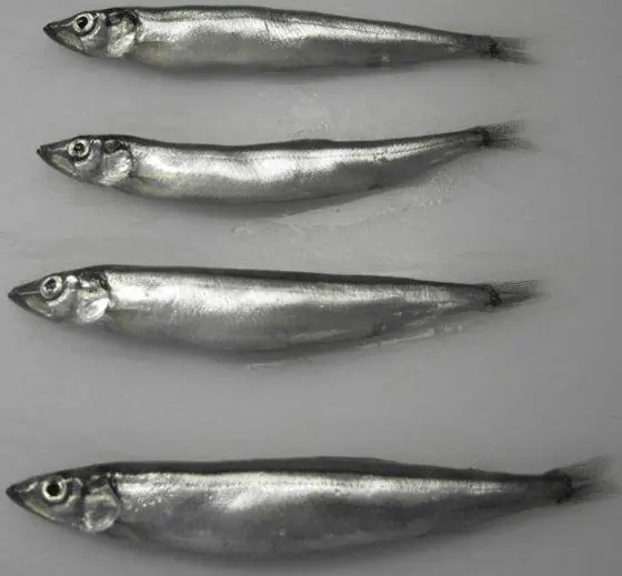 Frozen Female Capelin Fish Live Frozen 100% Export Quality Cheap Price ...