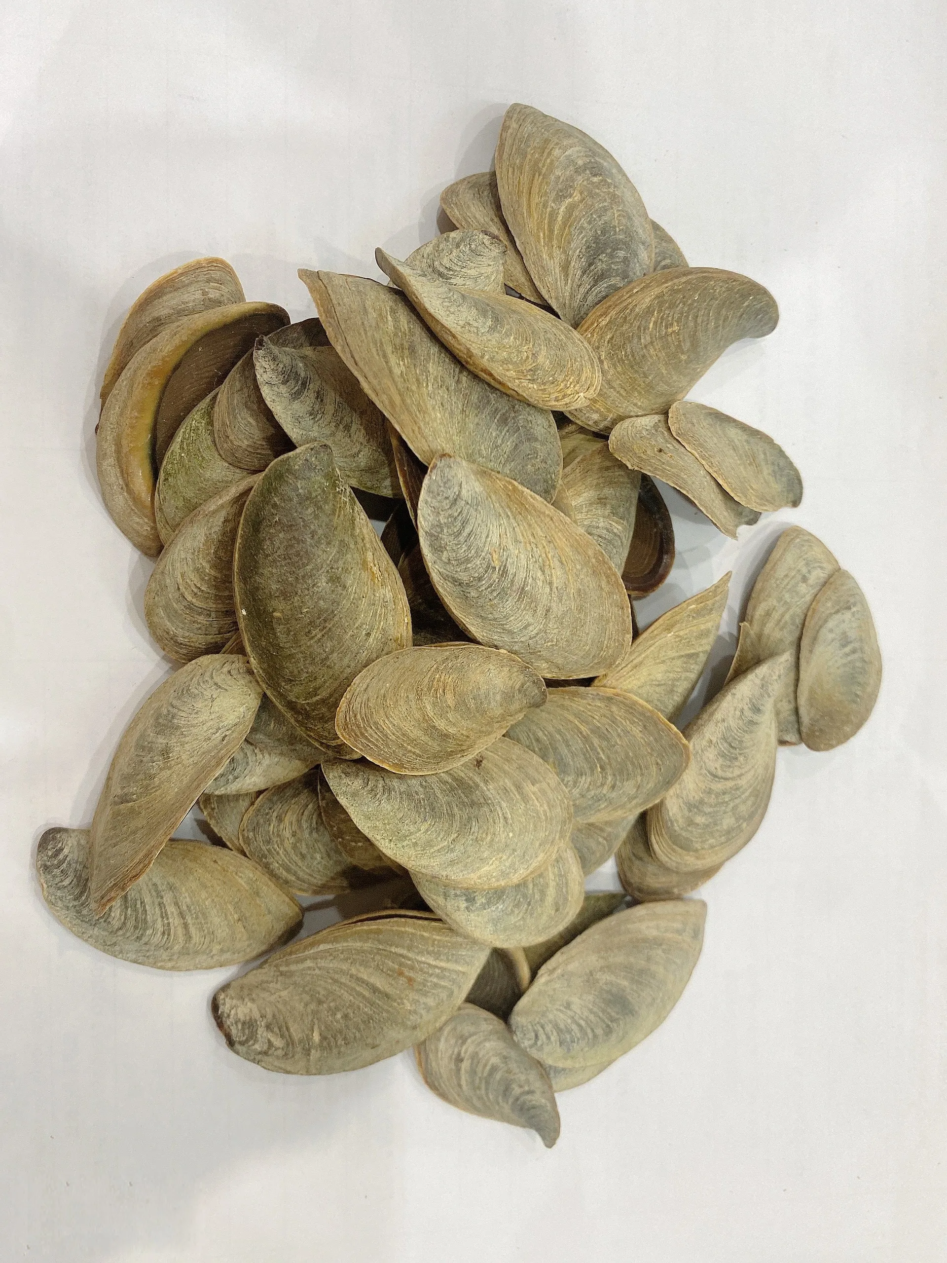 Decorative Bulk Quantity Supply Shiva Eye Shell Gomti Chakra Pacific ...