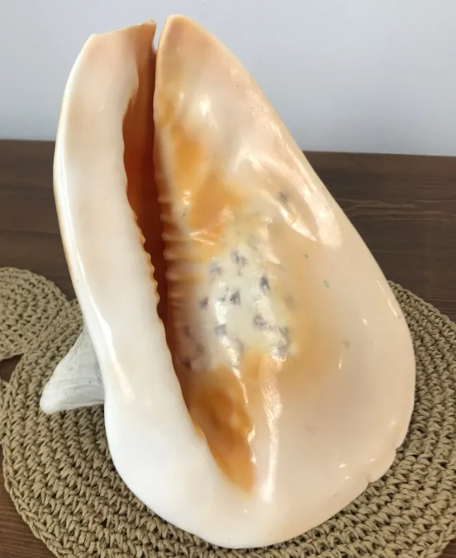 Hot Trend Polished Green Turbo Seashells Jade Turbo Snail Shell - Blue ...