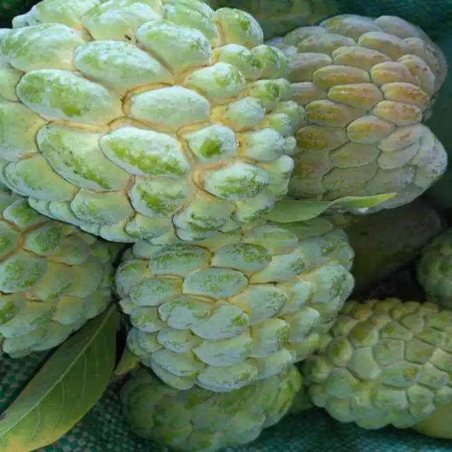 All Sizes Custard Apple - Buy Delicious Apples,Flavored Apple,Egyptian ...