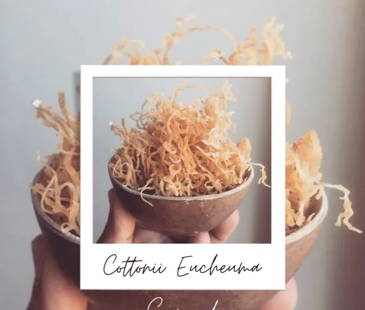 Top Sea Moss / Irish Moss / Eucheuma Cottonii - Making Seamoss Gel From ...