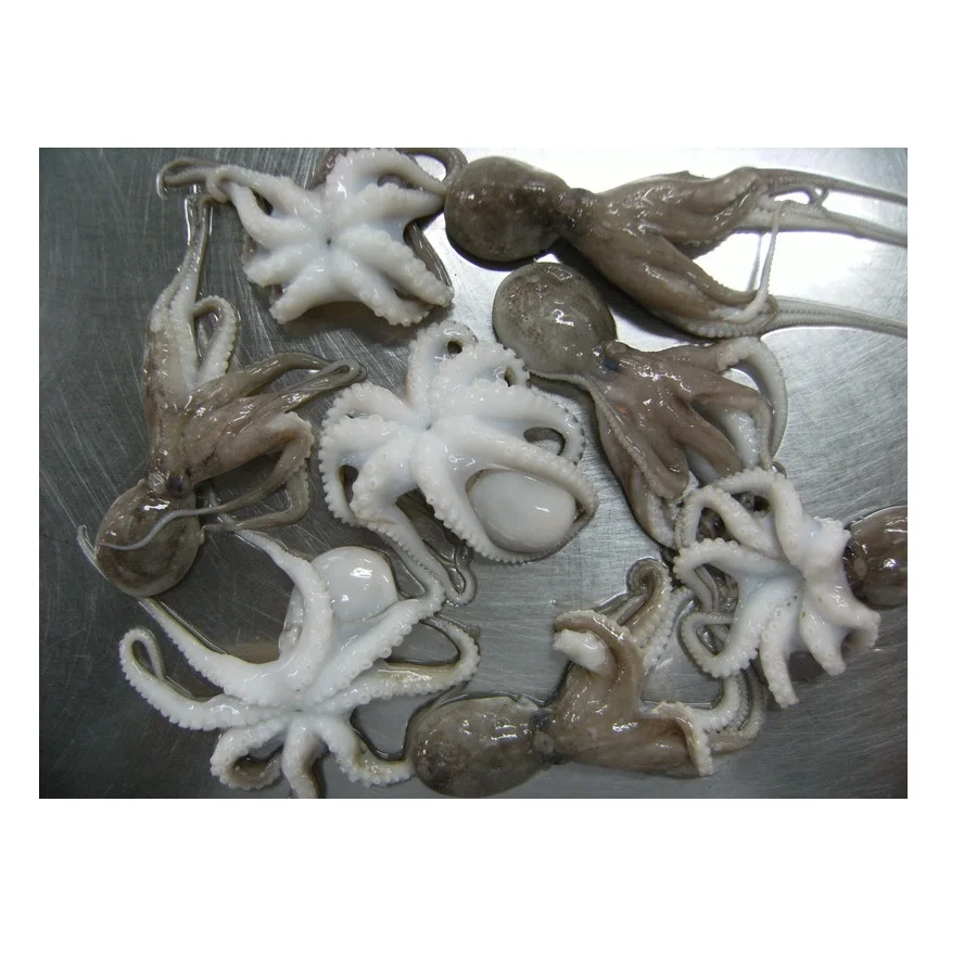 Frozen Seasoned Baby Octopus Octopus Fresh Frozen Baby Octopus For Sale ...