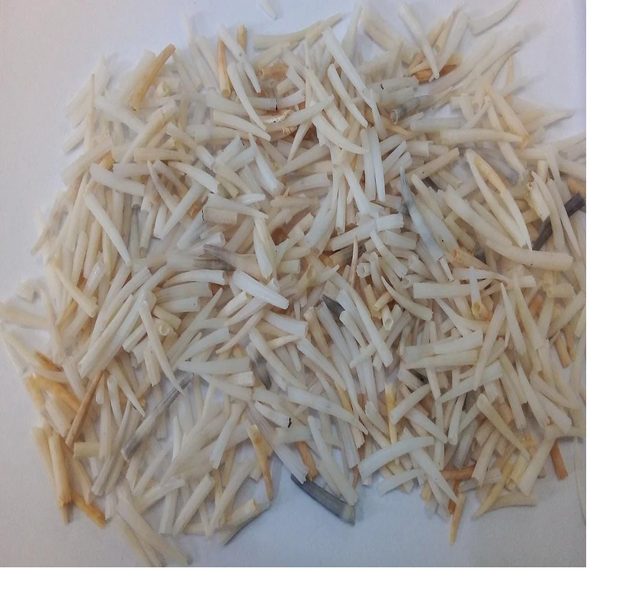 natural dentalium sea shells in smooth and rigid edges available in ...