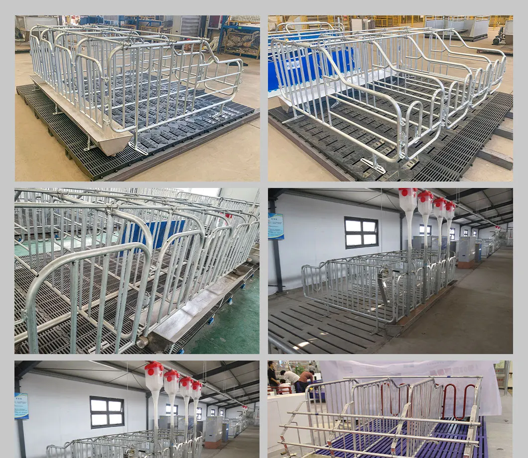 Gestation Crates For Pigs Sow Gestation Stall Sow Pregnancy Cage - Buy ...