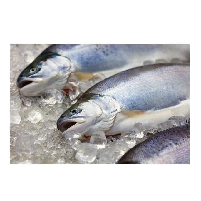 Salmon Fish Frozen Fillet Fresh And Frozen Atlantic Salmon Fish/whole ...