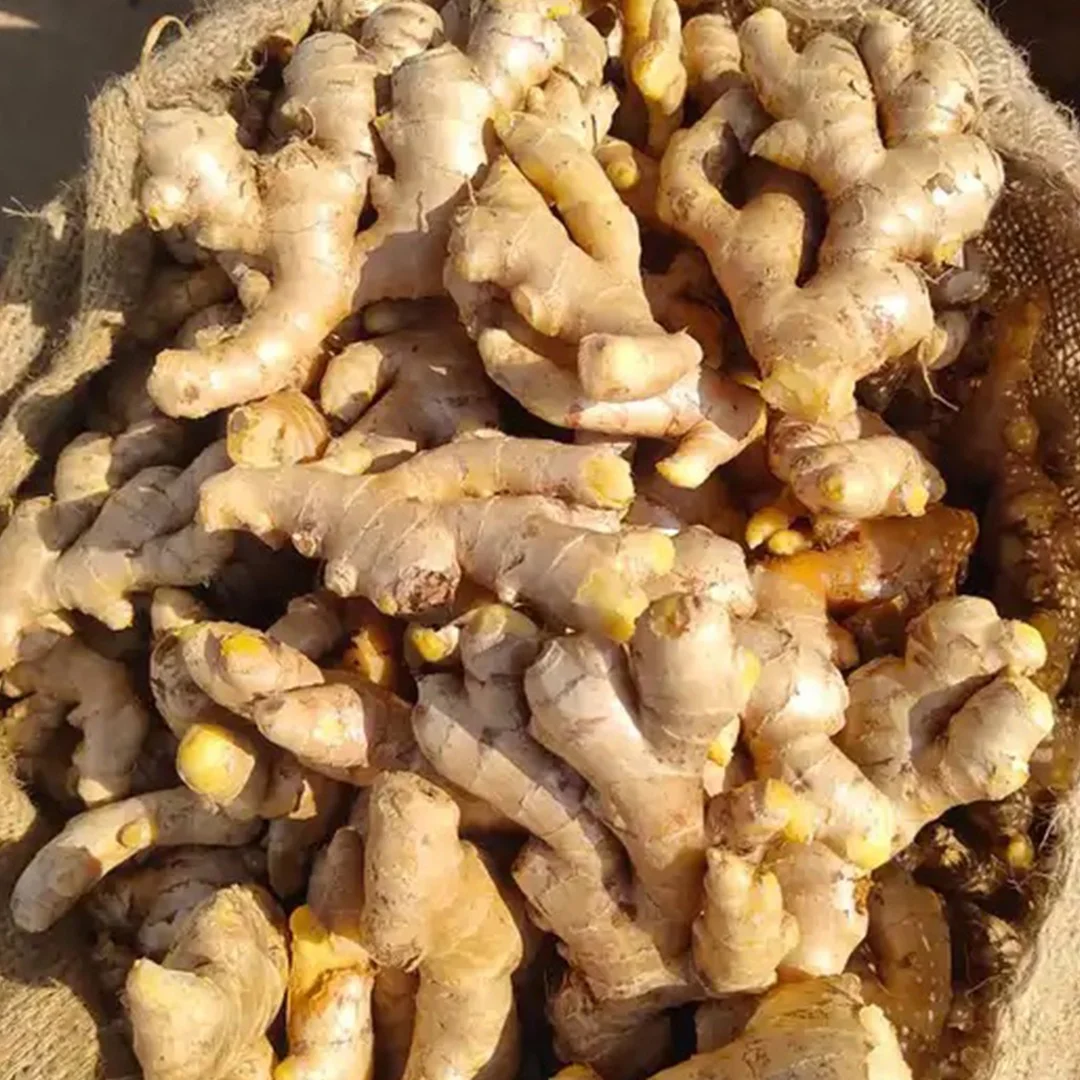 Direct From Vietnam Farm Fresh Ginger Ginger For Export At The ...