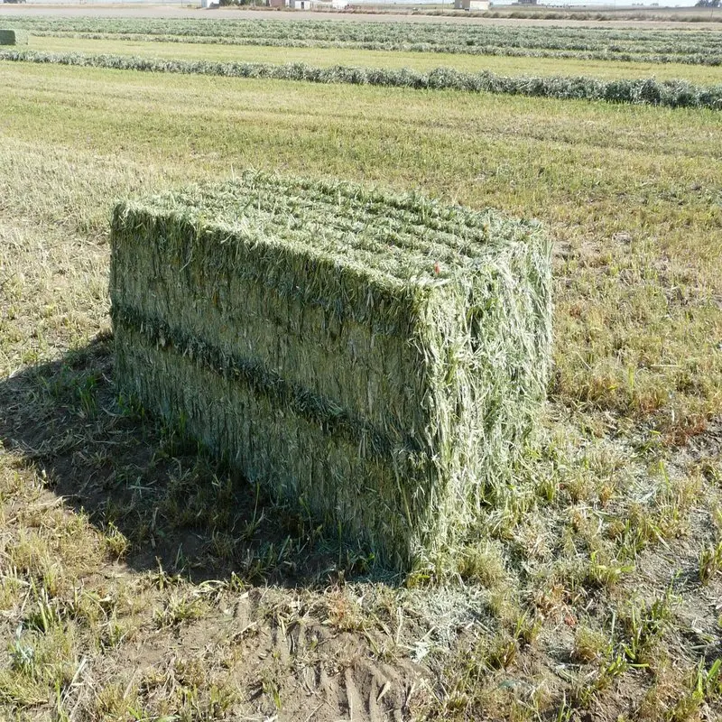 Lucerne Hay Bales And Alfalfa Thailand Alfafa Hay Animal Feeding Stuff ...