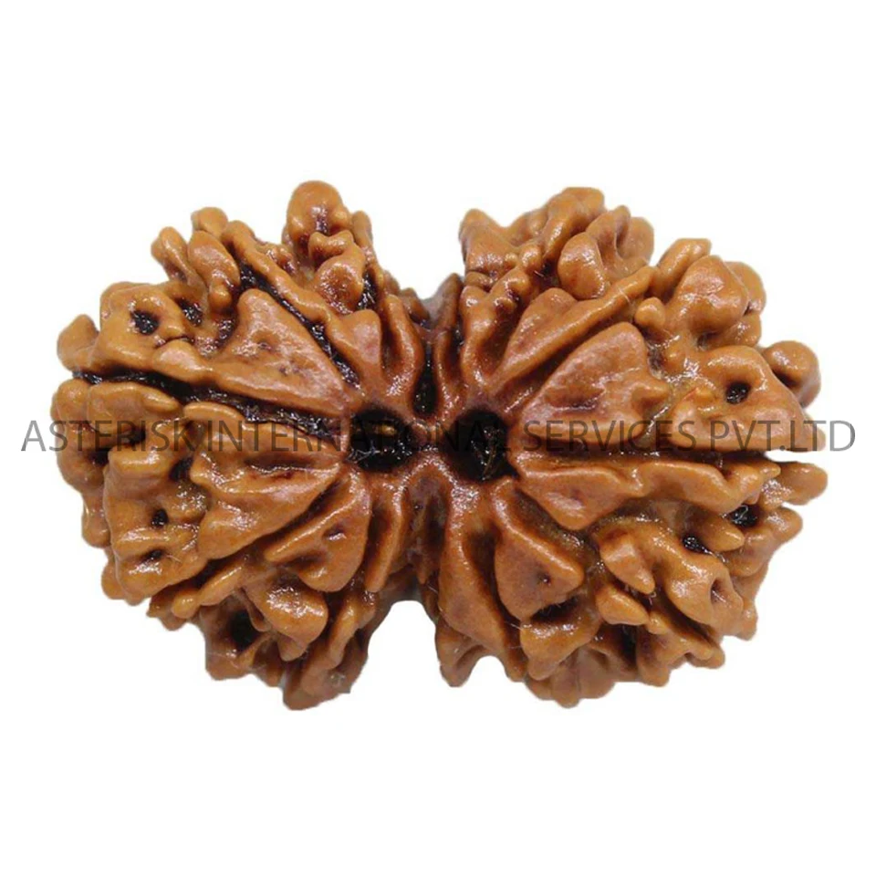 棕色尼泊尔Gauri Shankar Rudraksha宗教用天然珠子Mala制造批发批量原装Rudraksh| Alibaba.com