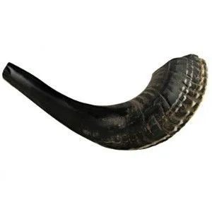Ram Horn Shofar - Natural, Polished, and Sustainable