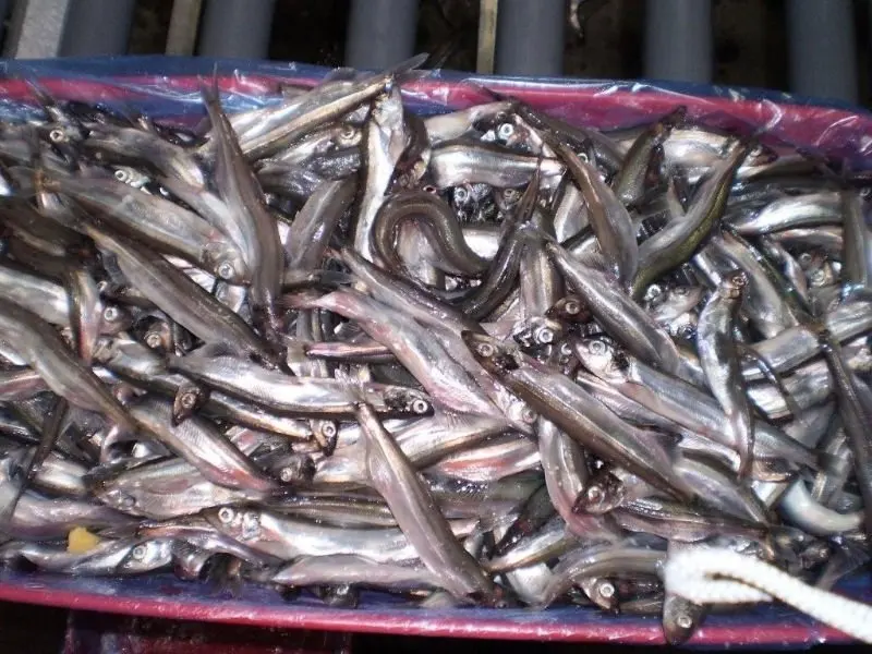Buy Shishamo (capelin Fish) With Roe - Buy High Quality Frozen Seafood ...