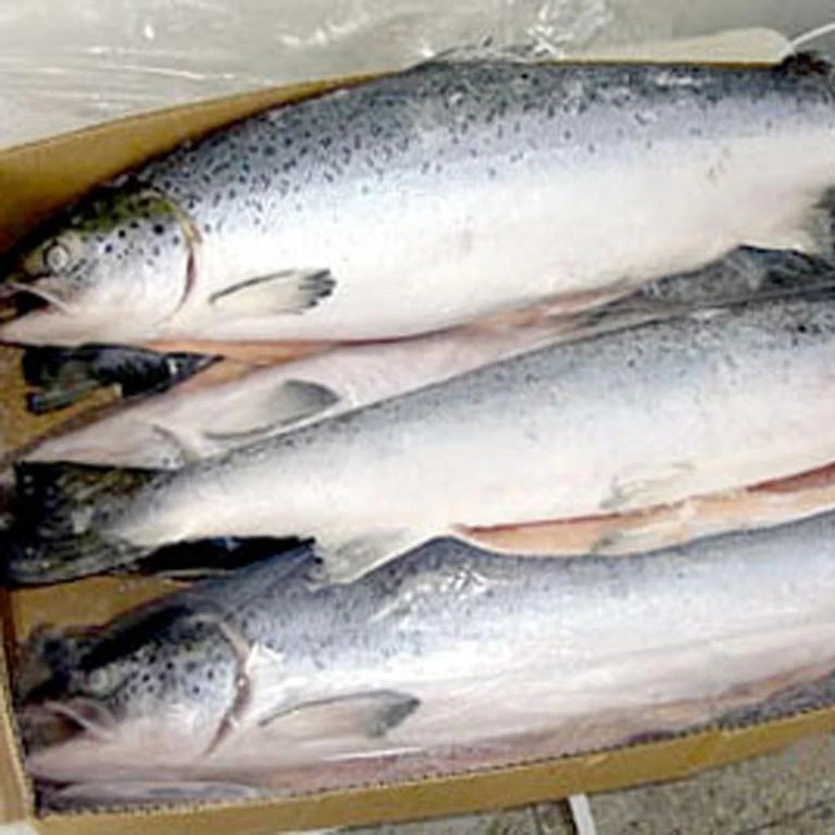 Salmon Fish Frozen Fillet Fresh And Frozen Atlantic Salmon Fish/whole ...