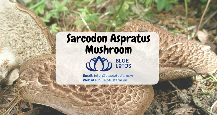 Cheap Price 2023 Dried Sarcodon Imbricatus Mushroom From Blue Lotus ...