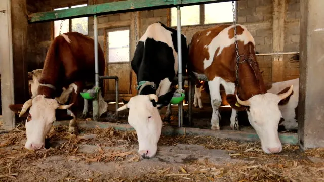 South Africa Holstein Friesian Dairy Cows And Pregnant Holstein Heifers ...