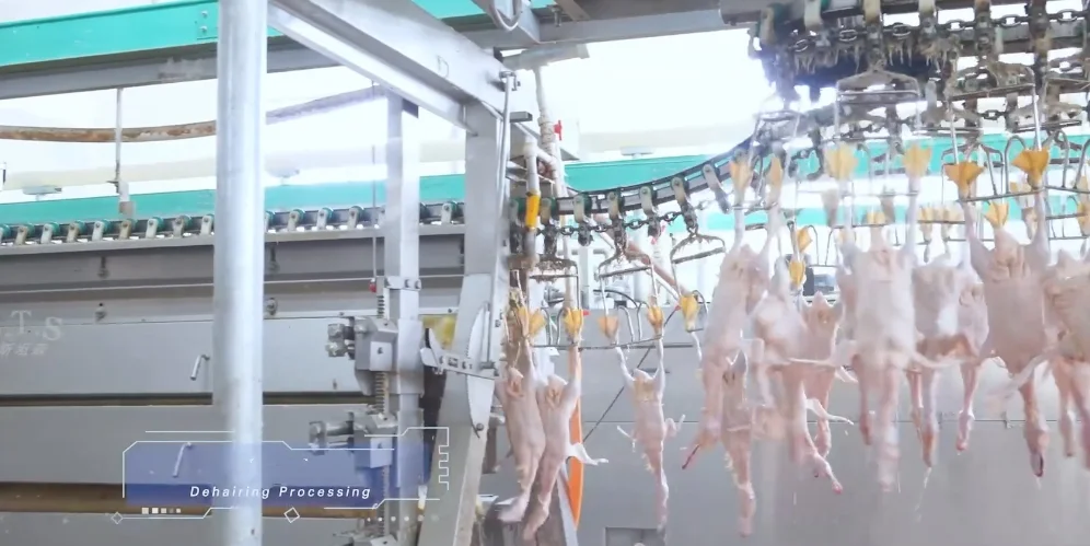 1000/hour Chicken Slaughter Line - High Efficiency Poultry Processing
