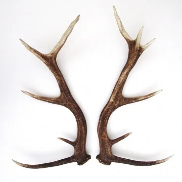Whitetail Deer Antler Beam Pieces Quality Red Deer Antlers - Buy Red ...