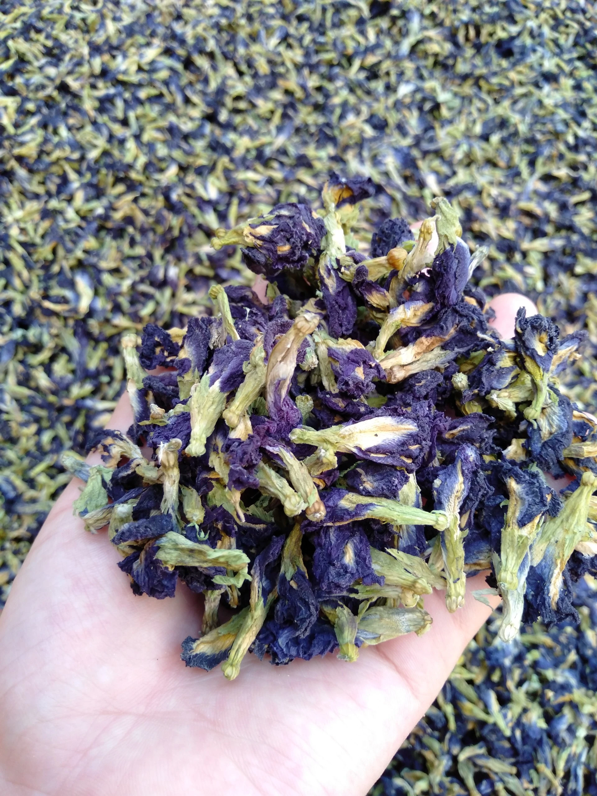Blue Butterfly Pea Flower Tea To Cool You Down In Vietnam - Buy Dried ...