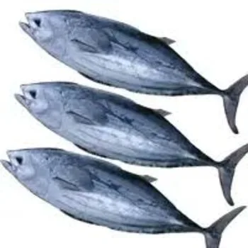 Frozen Tuna,Frozen Tuna Fish For Sale - Buy Frozen Tuna Frozen Tuna ...