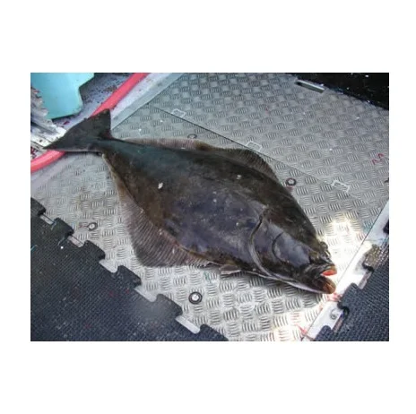 Wholesale Price Supplier Of Fresh Frozen Atlantic Halibut Fish Fast ...