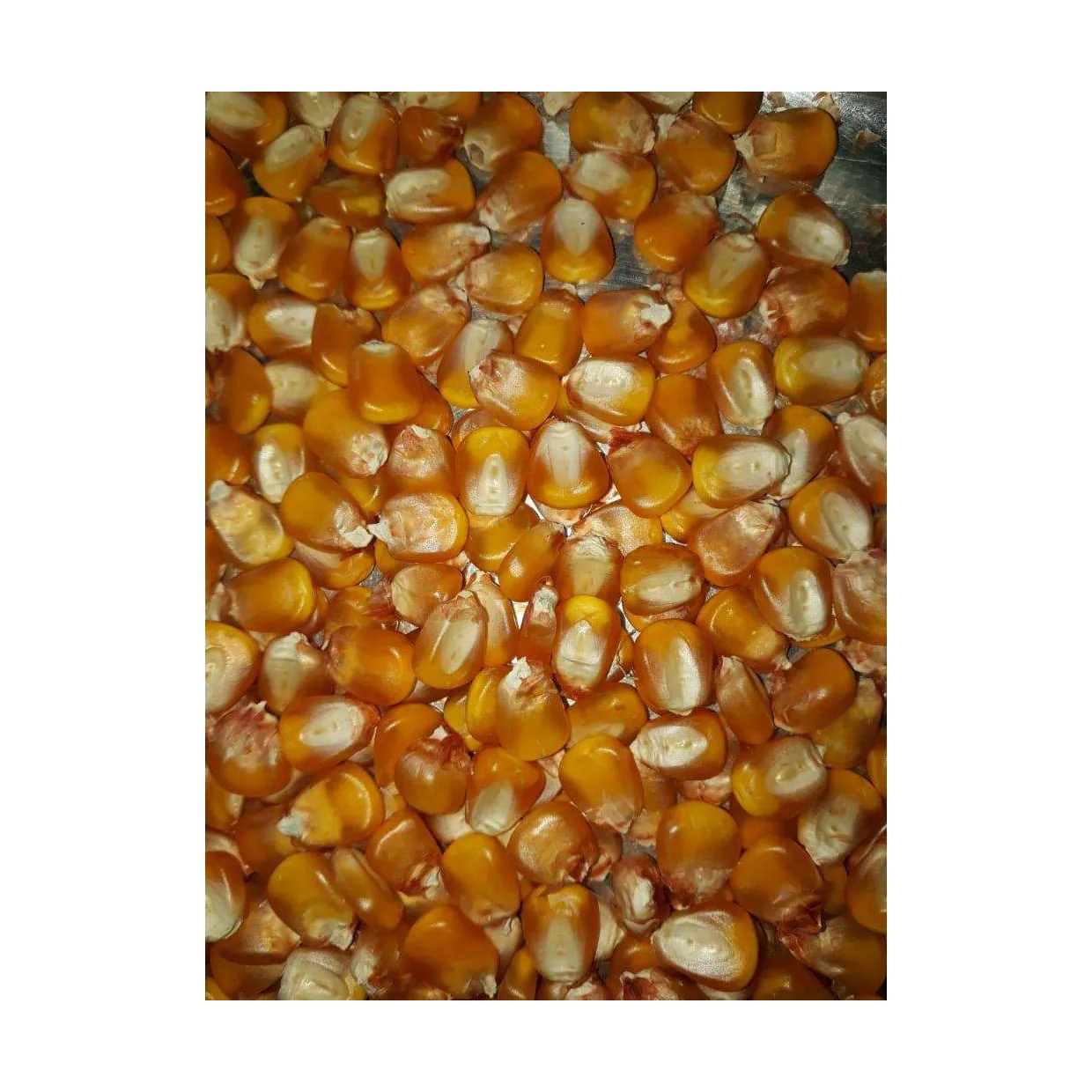 Wholesale Price Yellow Corn For Human Consumption And Animal Feed ...