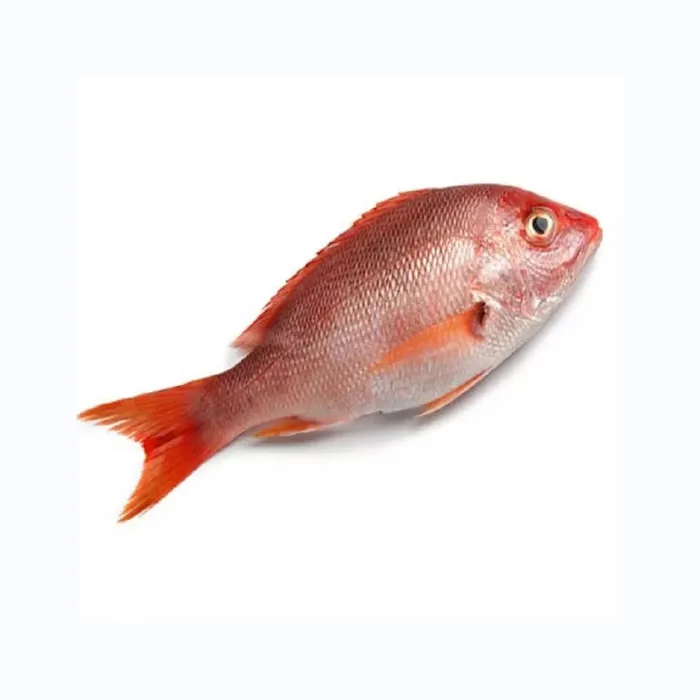 Frozen Red Seabream Fish High Quality LQF Freezing Process Organic Low ...