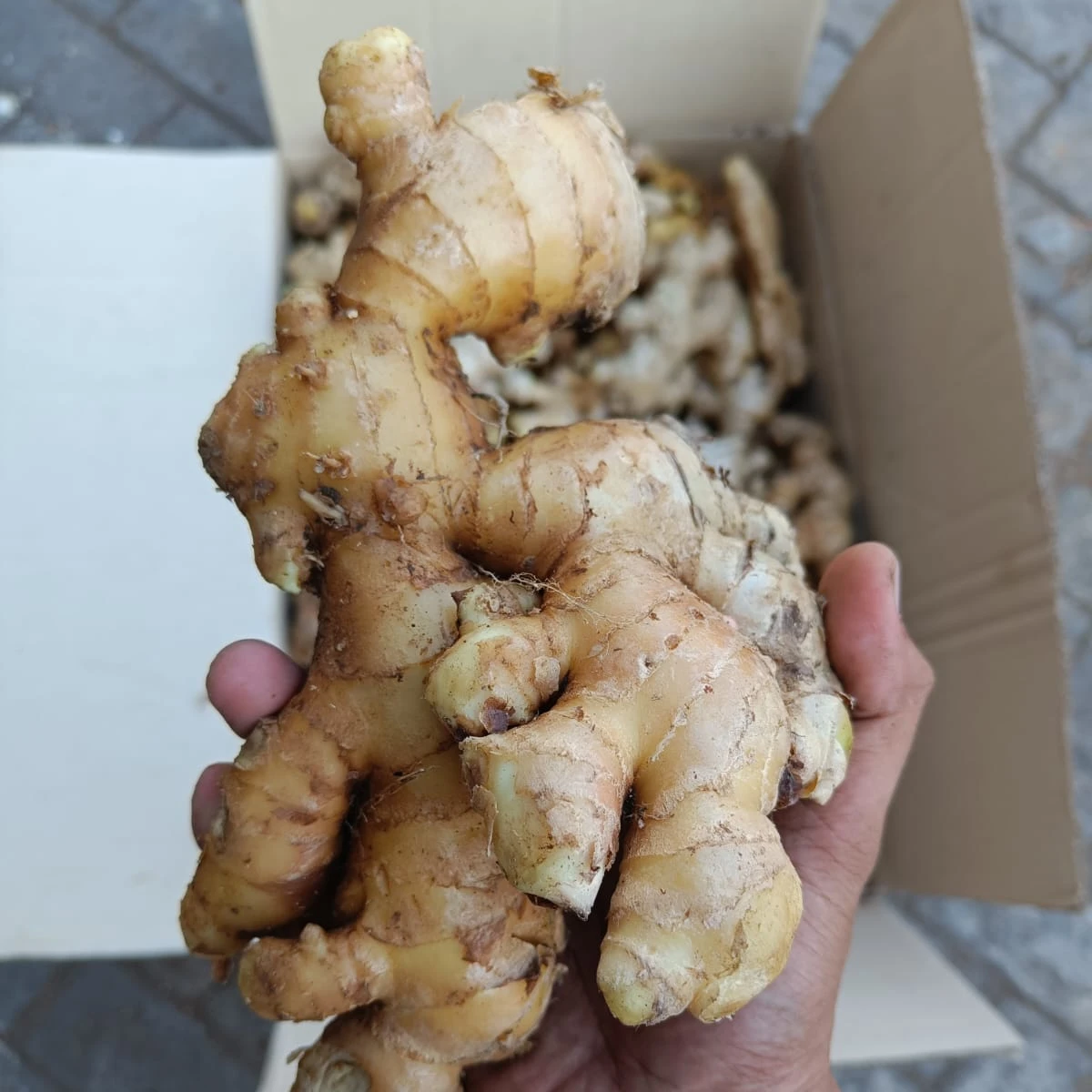 Fresh Ginger - Buy Ginger,Fresh Ginger Product on Alibaba.com