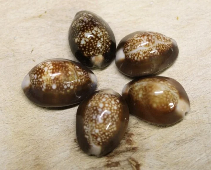 Natural Breastfeeding Seashells - Polished Natural Oval Limpet Shells ...