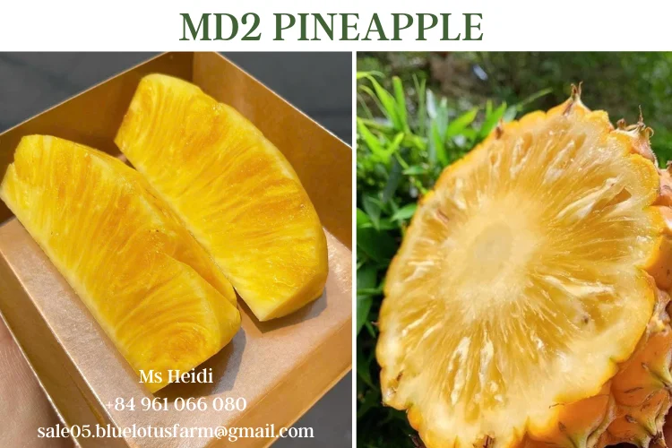 MD2 Pineapple Plants from Vietnam - Quality & Growth