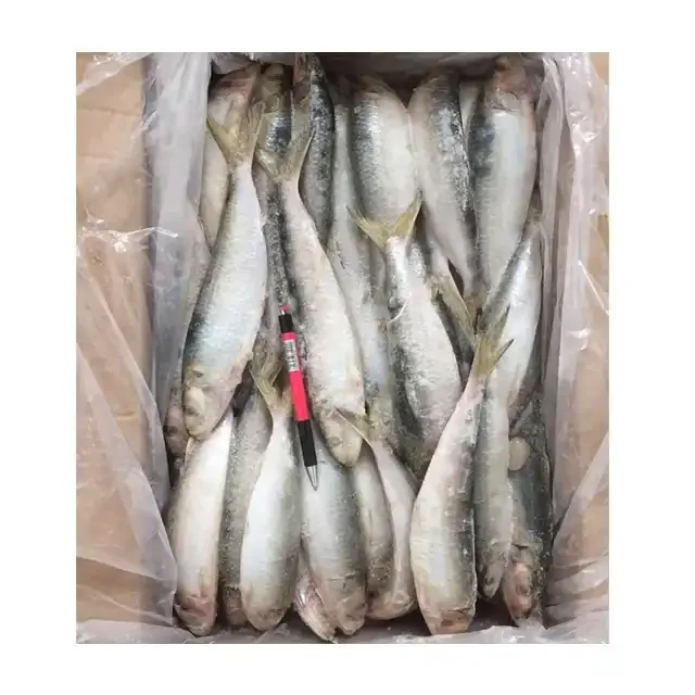 Fresh Land Frozen Seafood Sardine Fish For Canned Sardines - Buy Frozen ...