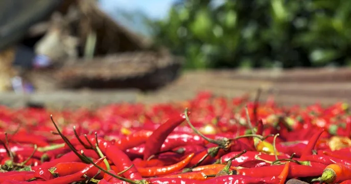 Vietnam Product High Quality Dry Red Chilli Single Spices For Cooking ...