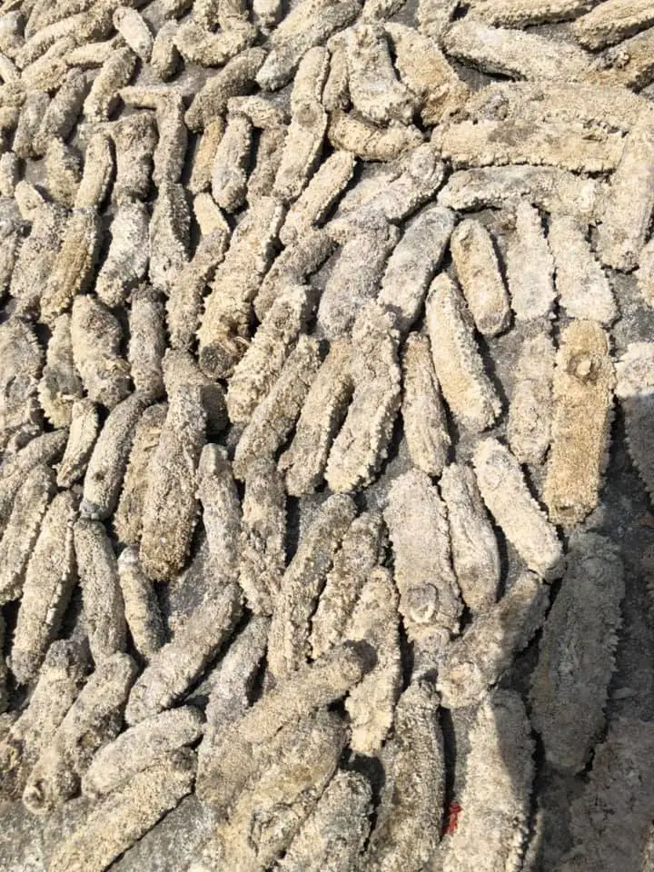 High Quality Dried Sea Cucumber Fresh Style Turkish Seacucumber From ...