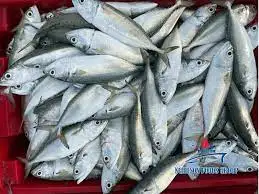 Best Quality Frozen Indian Mackerel Frozen Fish Wholesale Price Fish ...